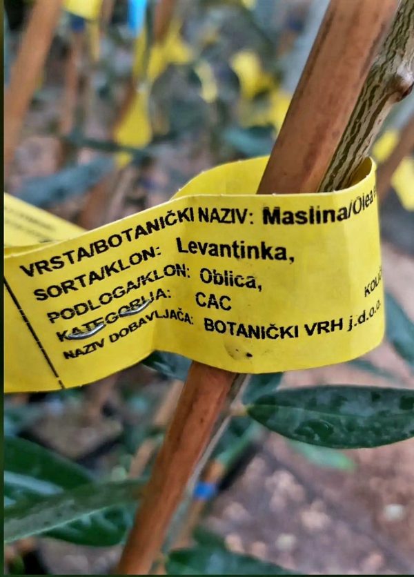 Maslina Levantinka - Botanički Vrh