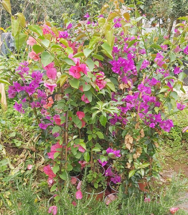 Bugenvilia - Botanički Vrh