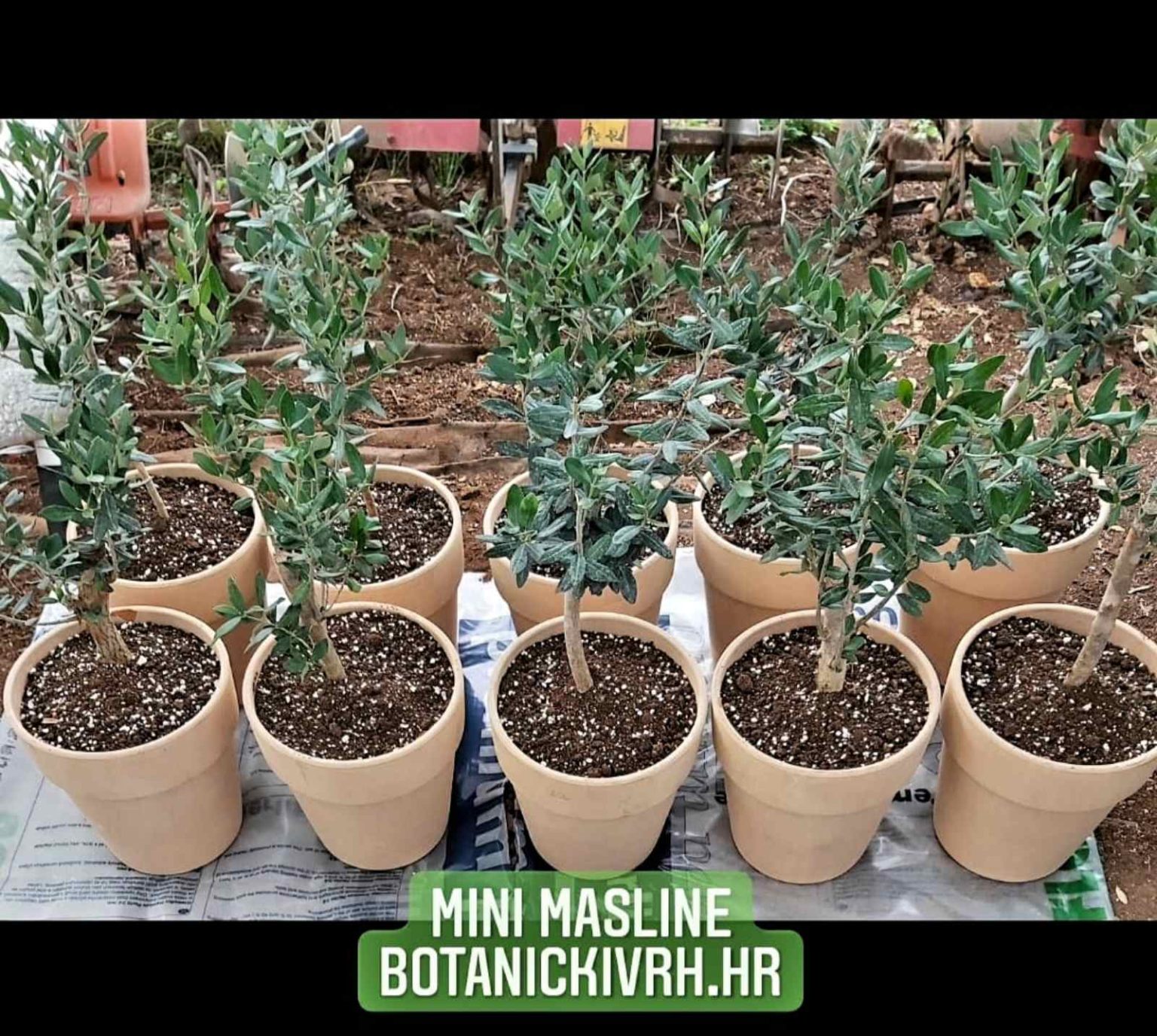Mini maslina u terakota tegli - Botanički Vrh