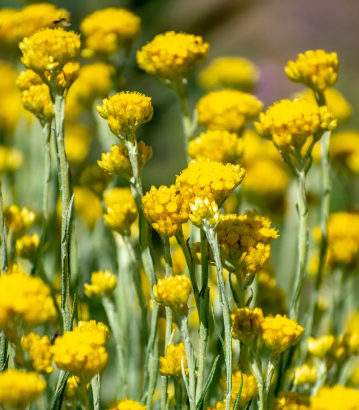 Smilje - Botanički Vrh