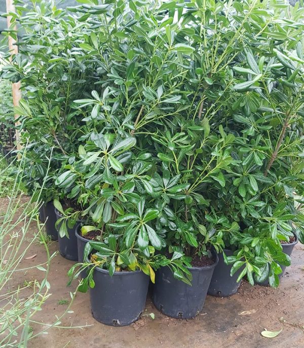 Pitospora tobira do 1.20m - Botanički Vrh