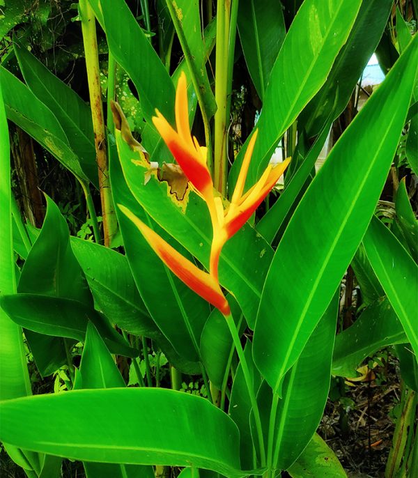 Strelitzia - Botanički Vrh