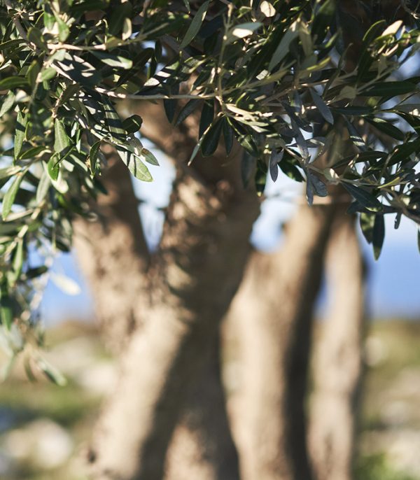 Maslina 10g - Botanički Vrh