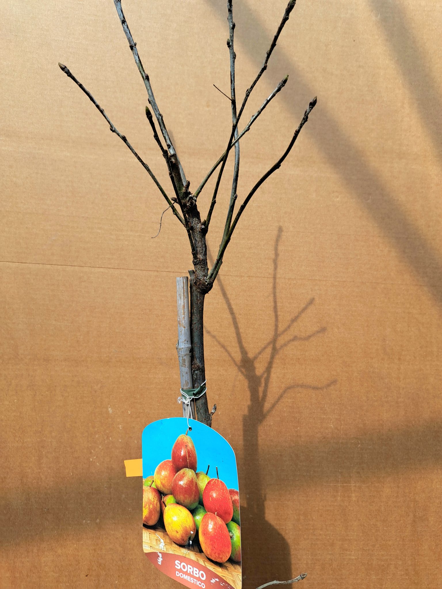 Oskoruša (Cormus domestica) - Botanički Vrh