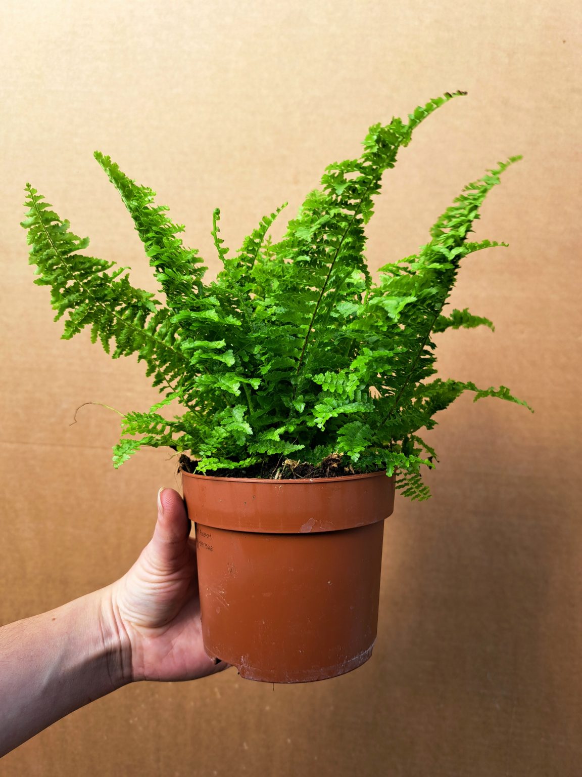 Paprat Nephrolepsis - Botanički Vrh