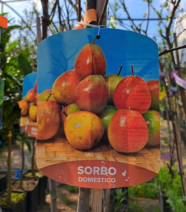 Oskoruša (Cormus domestica) - Botanički Vrh