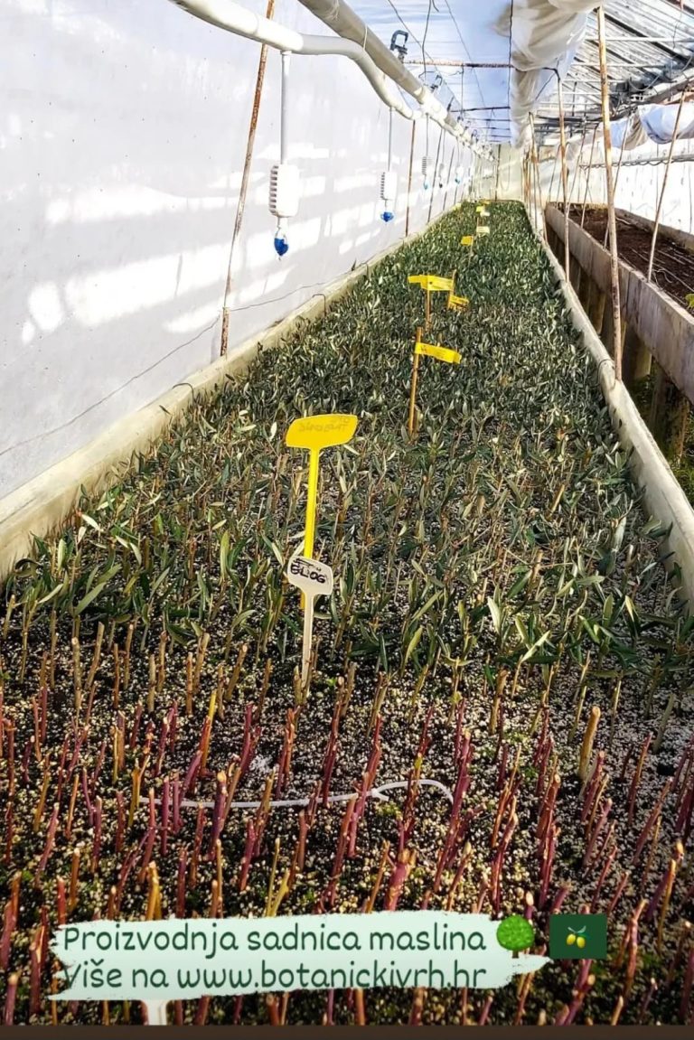 Proizvodnja sadnica maslina - Botanički Vrh