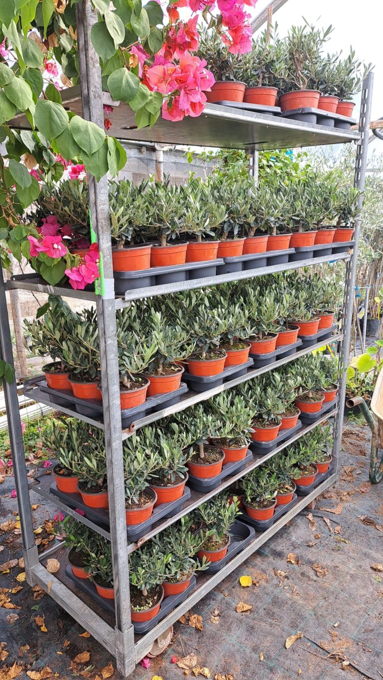 Bonsai ukrasna mini maslina - Botanički Vrh